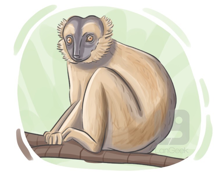 Definition & Meaning of "Woolly lemur" | LanGeek