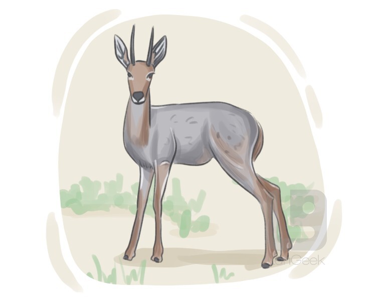 Definition & Meaning of "Gray rhebok" | LanGeek