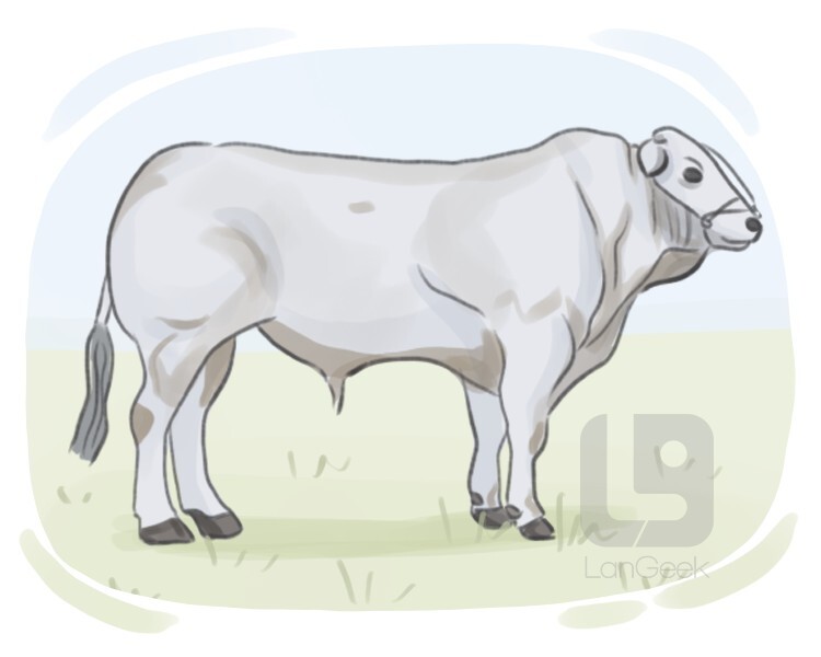 Definition & Meaning of "Chianina" | LanGeek