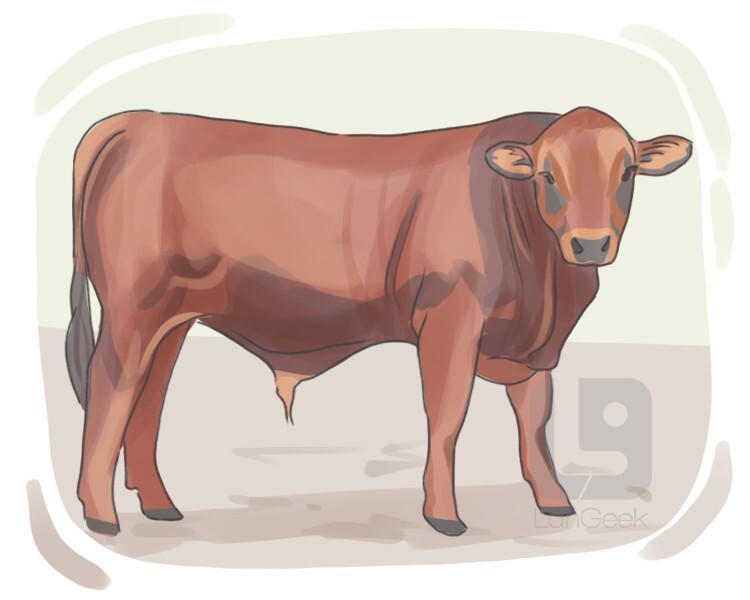 Tarentaise Cattle