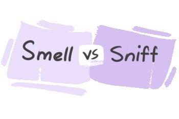 What is the difference between 'smell' and 'sniff'? | LanGeek