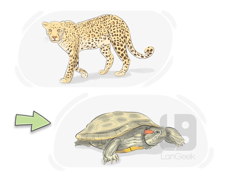 Definition & Meaning of "Slow as a snail" | LanGeek