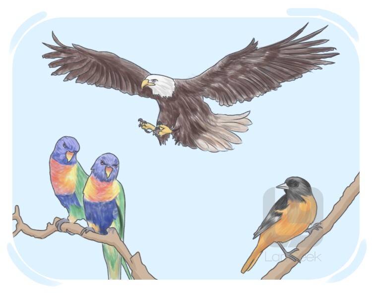 Definition & Meaning of "Aves" | LanGeek