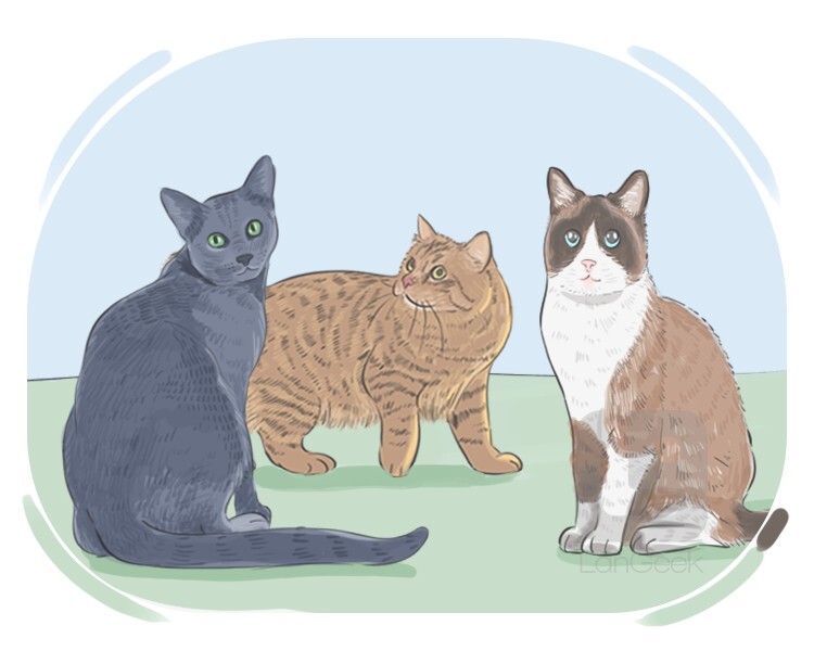 Definition & Meaning of "Puss" | LanGeek