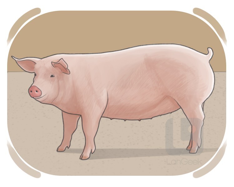 Definition & Meaning of "Sus scrofa" | LanGeek