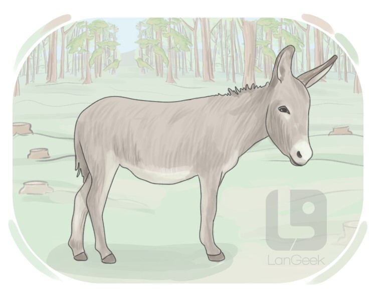 Definition & Meaning of "Domestic ass" | LanGeek