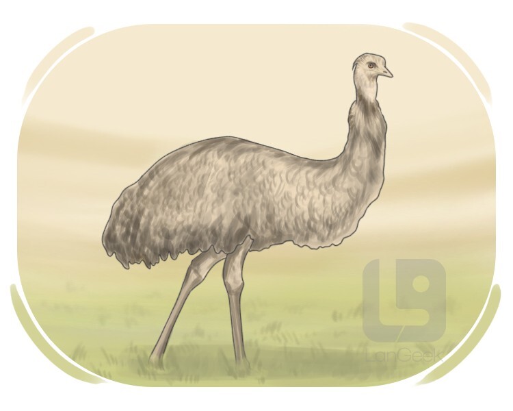 Definition & Meaning of "Emu novaehollandiae" | LanGeek