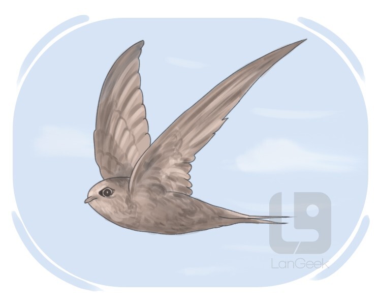 Definition & Meaning of "Apodidae" | LanGeek