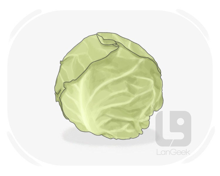 Definition & Meaning of "Cultivated cabbage" | LanGeek