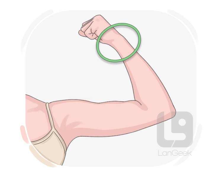 Definition & Meaning of "Carpus" | LanGeek