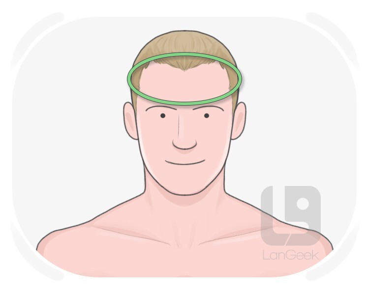 Definition & Meaning of "Forehead" | LanGeek